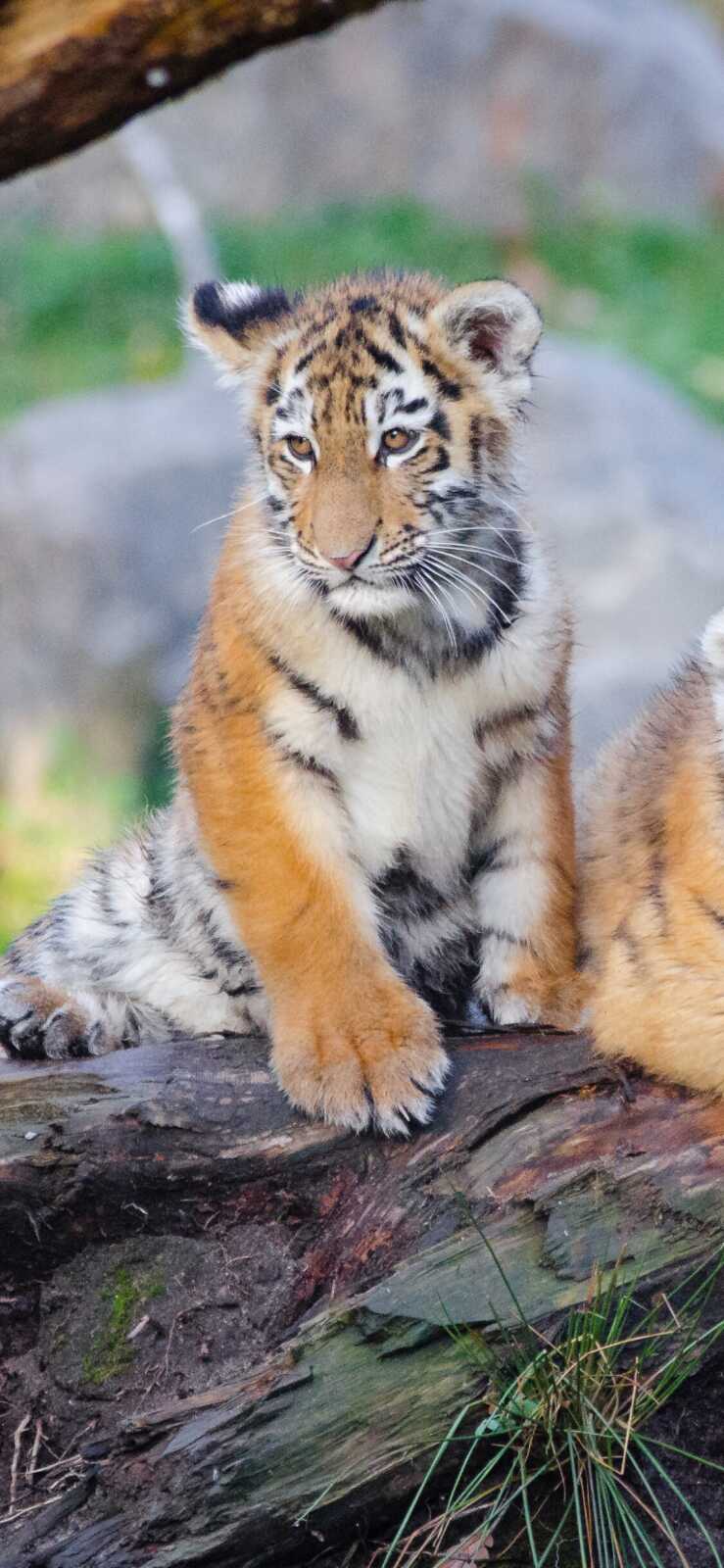 Tiger Cub Wallpapers (38 images) - WallpaperCat