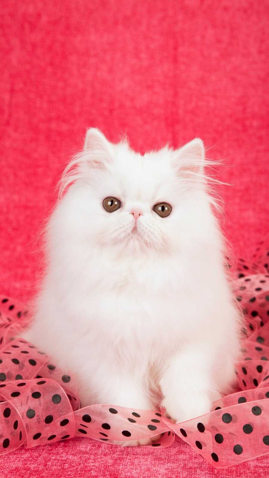 Persian Cat Wallpapers (28 images) - WallpaperCat
