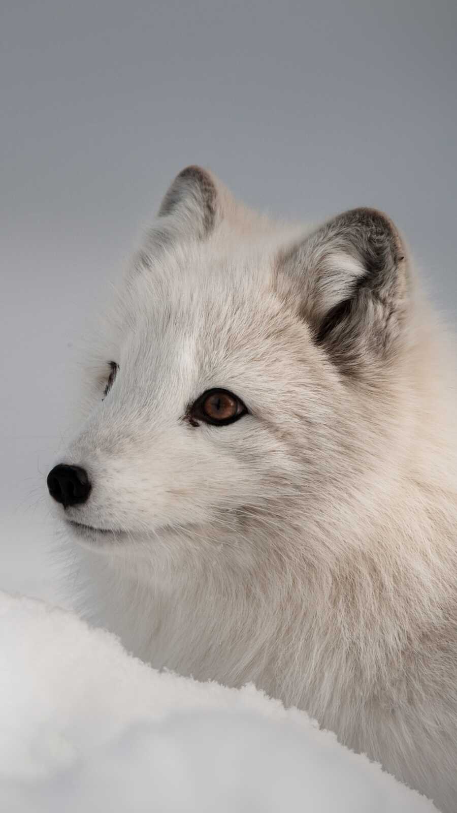Arctic Fox Wallpapers (61 images) - WallpaperCat