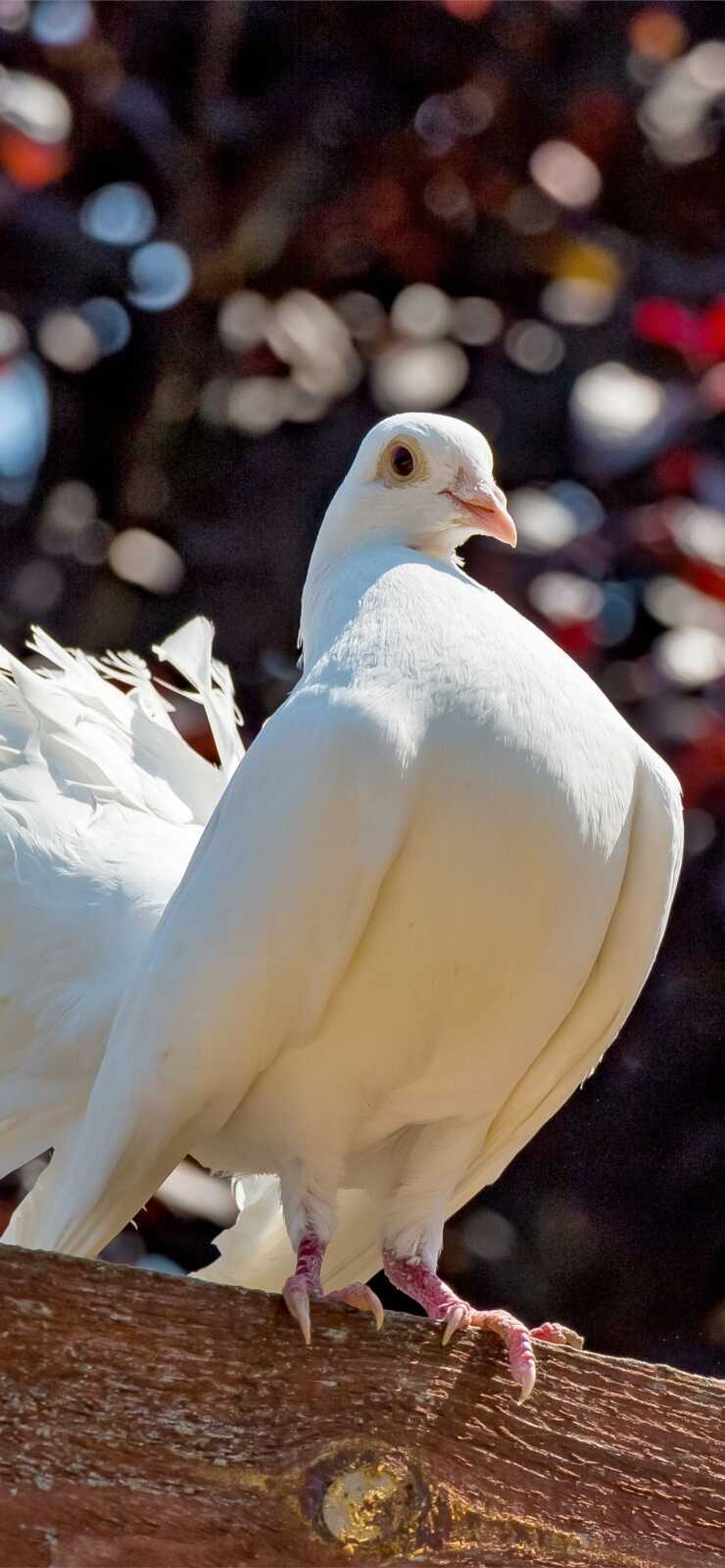 Pigeon Wallpapers (44 images) - WallpaperCat