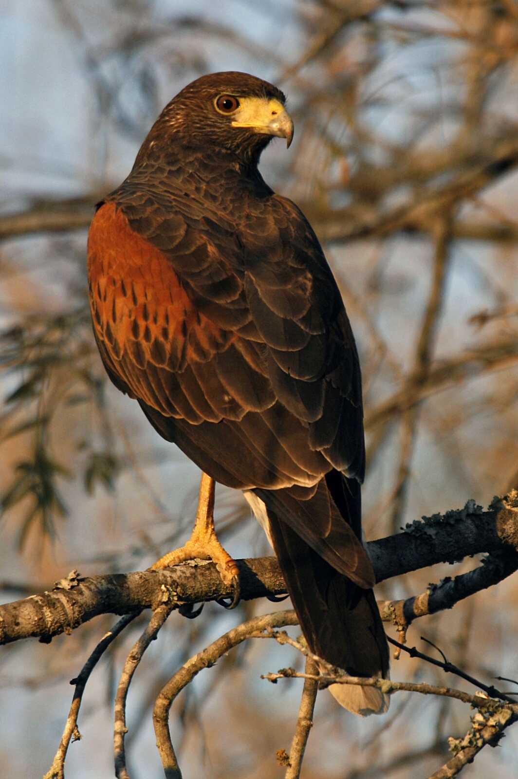 Hawk Wallpapers (46 images) - WallpaperCat