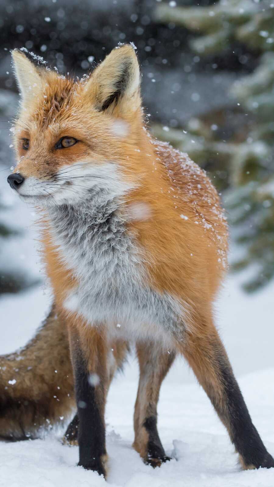 Fox Wallpapers (100 images) - WallpaperCat