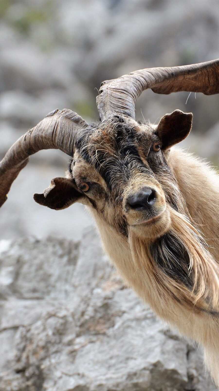 Goat Wallpapers (47 images) - WallpaperCat