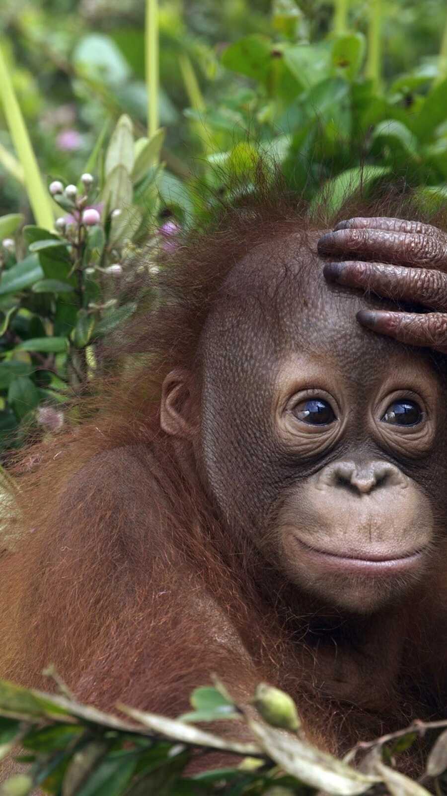 Orangutan Wallpapers (61 images) - WallpaperCat