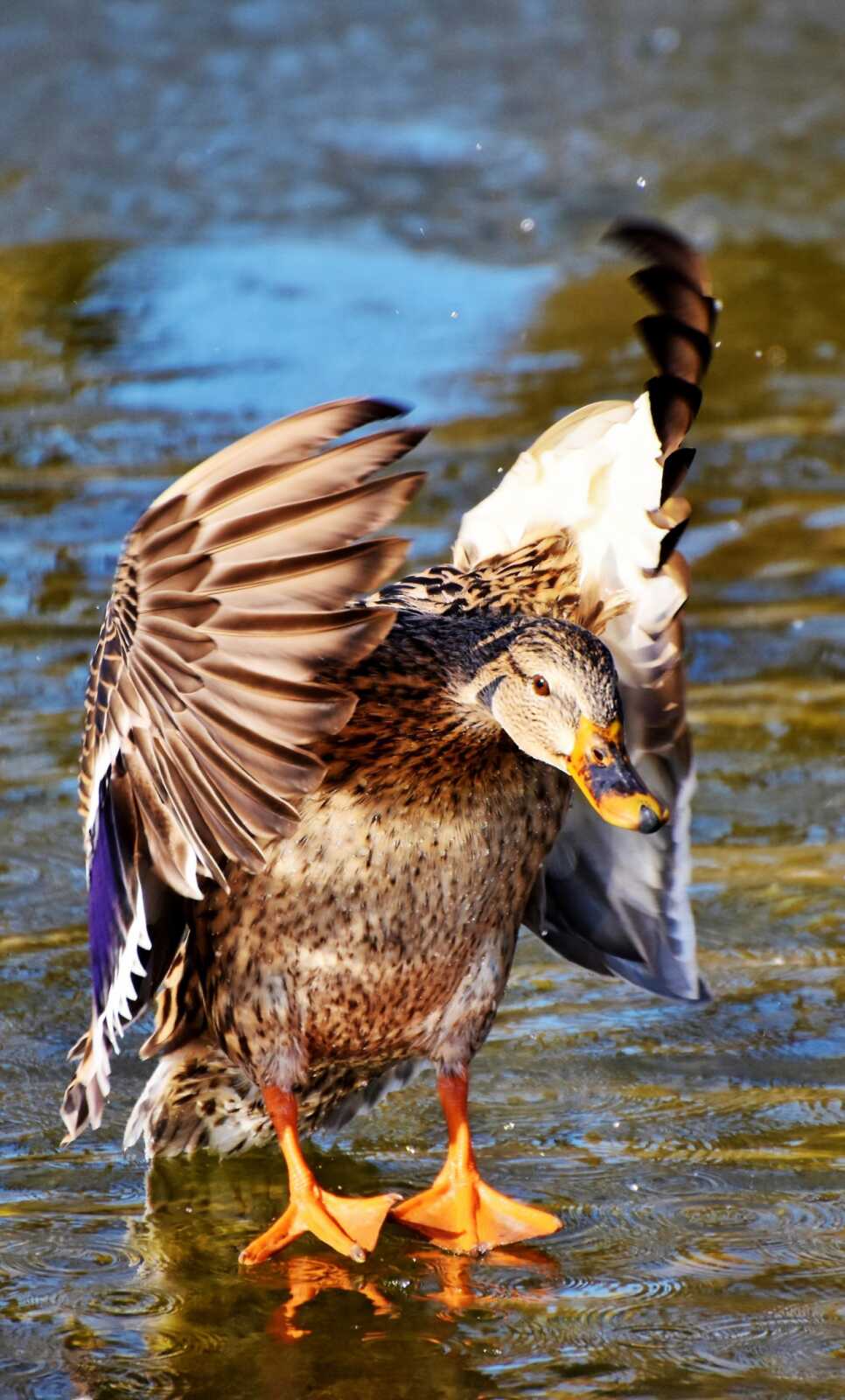 Duck Wallpapers (58 images) - WallpaperCat