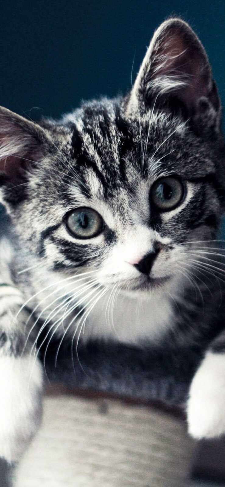 Kitten Wallpapers (115 images) - WallpaperCat