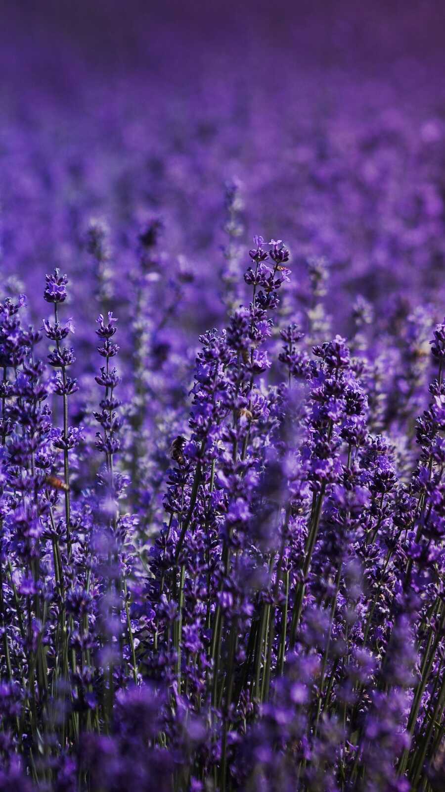 Lavender Wallpapers (97 images) - WallpaperCat