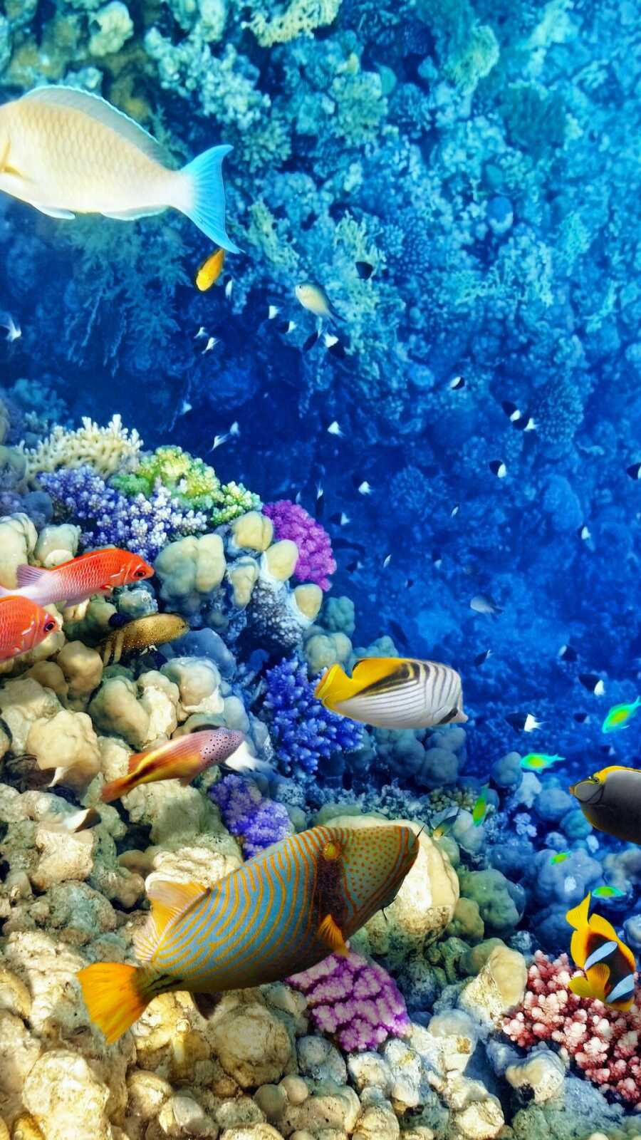 Great Barrier Reef Wallpapers (94 images) - WallpaperCat