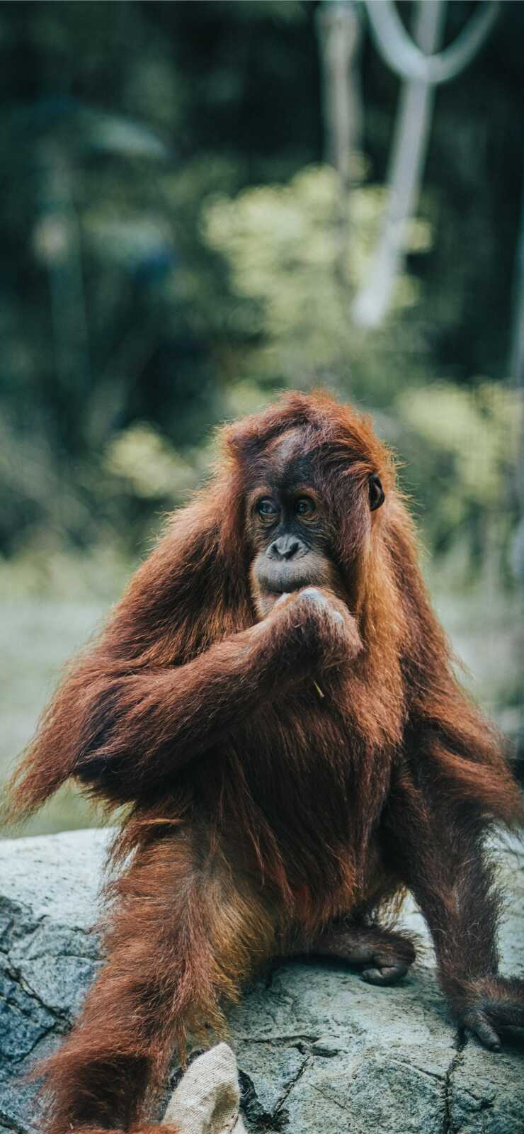 Orangutan Wallpapers (61 images) - WallpaperCat