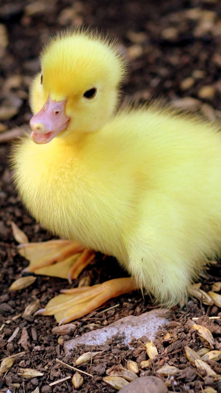 Duck Wallpapers (58 images) - WallpaperCat