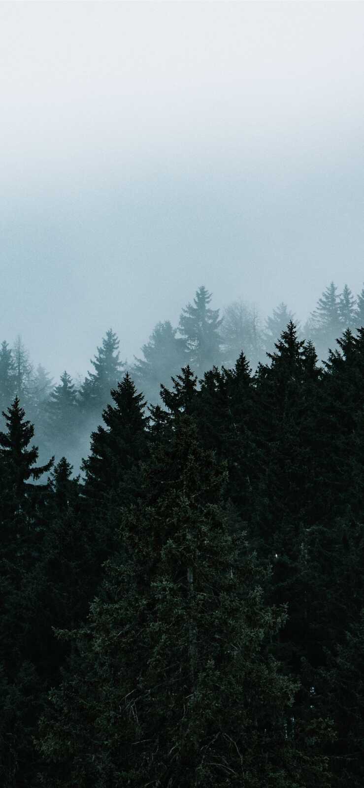 Pine Tree Wallpapers (80 images) - WallpaperCat