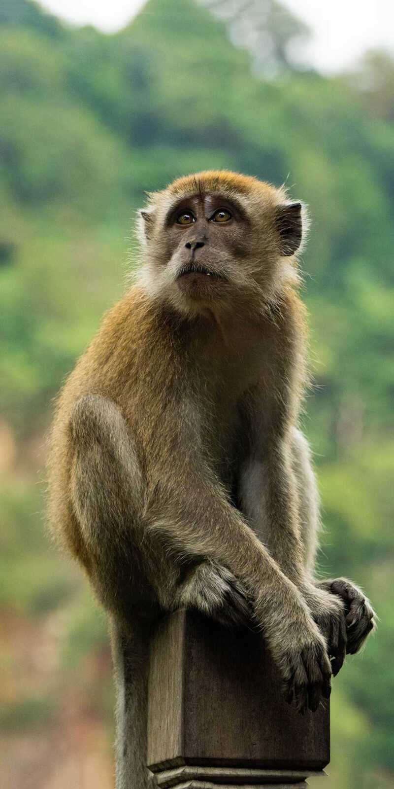 Monkey Wallpapers (60 images) - WallpaperCat