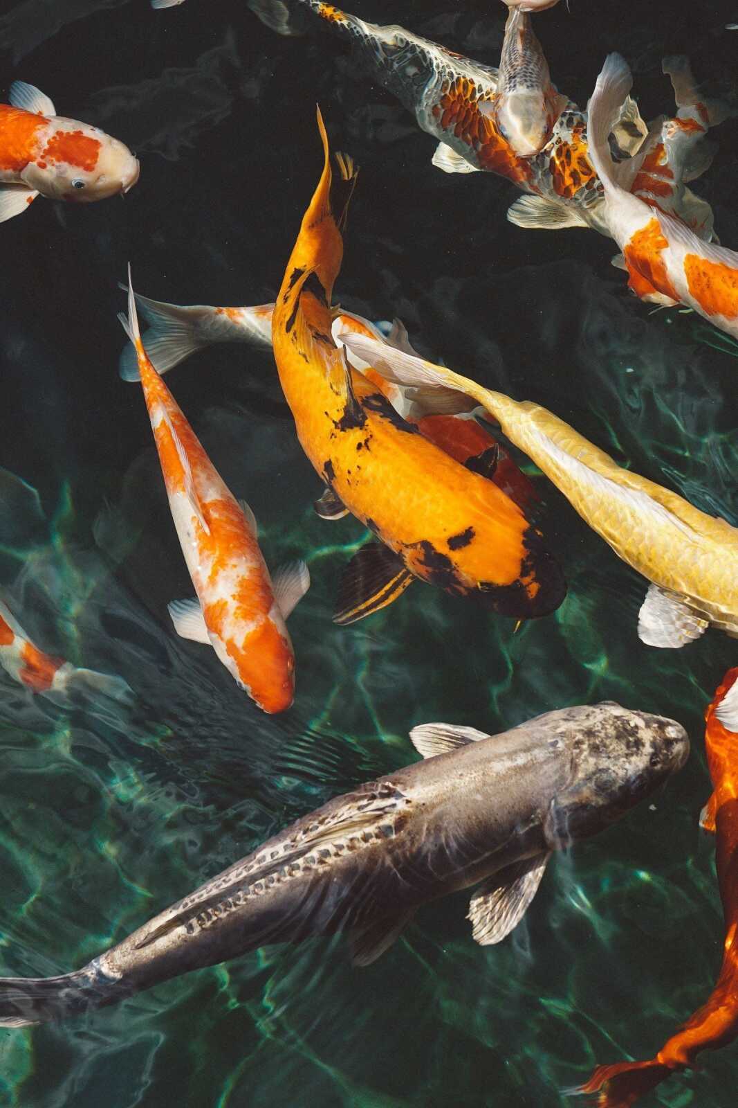 Koi Wallpapers (26 images) - WallpaperCat