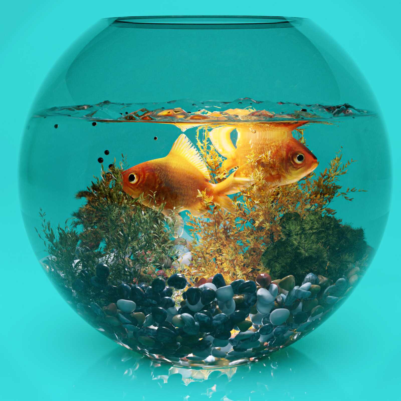 Fishbowl Wallpapers (23 images) - WallpaperCat