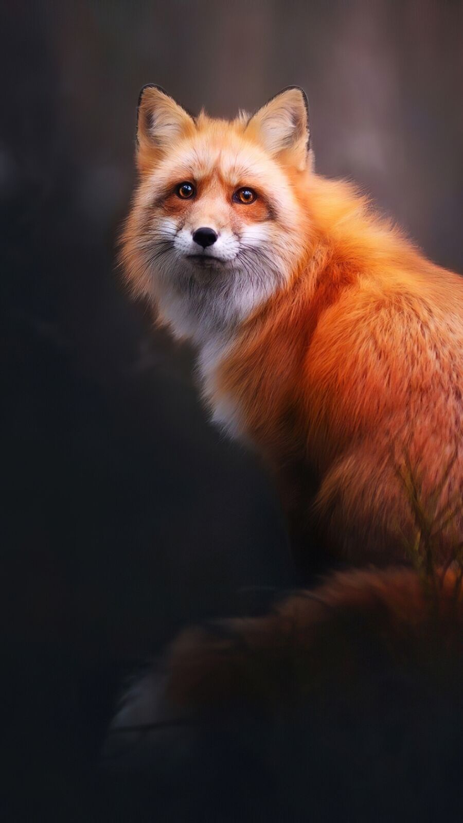 Fox Wallpapers (100 images) - WallpaperCat