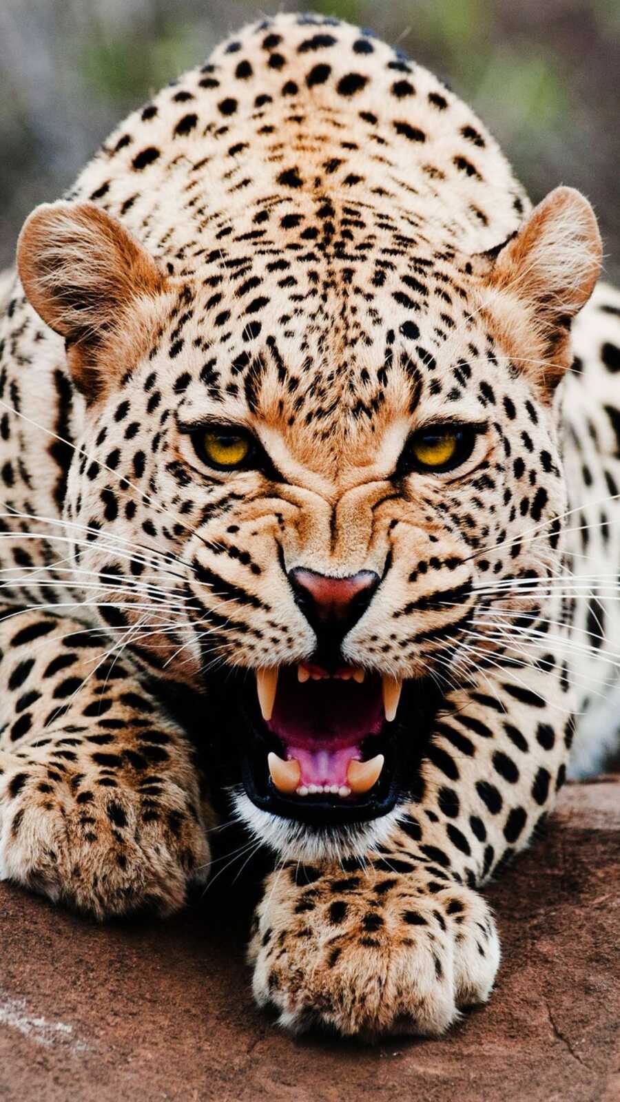 Leopard Wallpapers (44 images) - WallpaperCat
