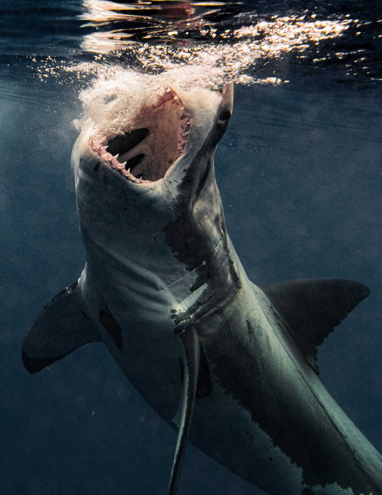 Great White Shark Wallpapers (48 images) - WallpaperCat