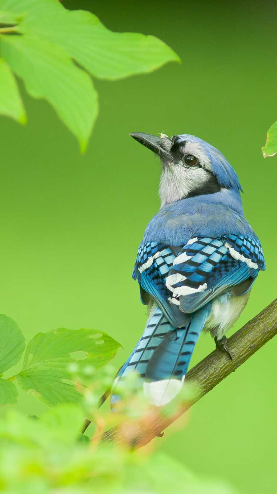 Bird Wallpapers (109 images) - WallpaperCat