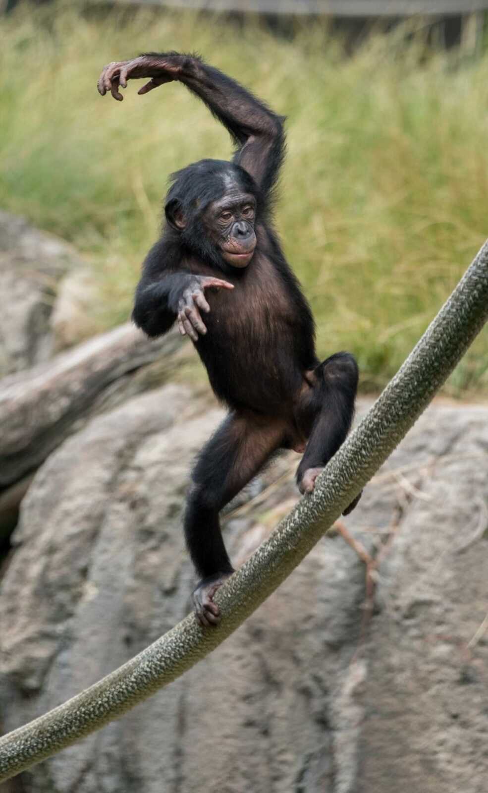 Bonobo Wallpapers (44 images) - WallpaperCat