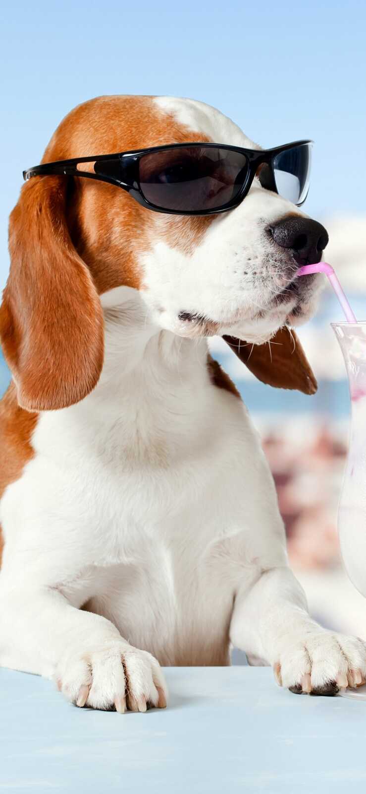 Beagle Wallpapers (34 images) - WallpaperCat