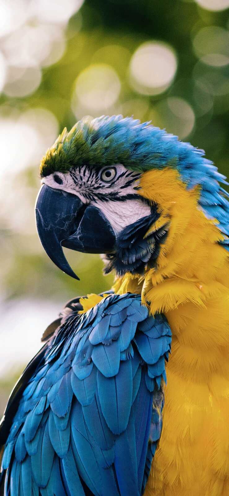 Parrot Wallpapers (40 images) - WallpaperCat