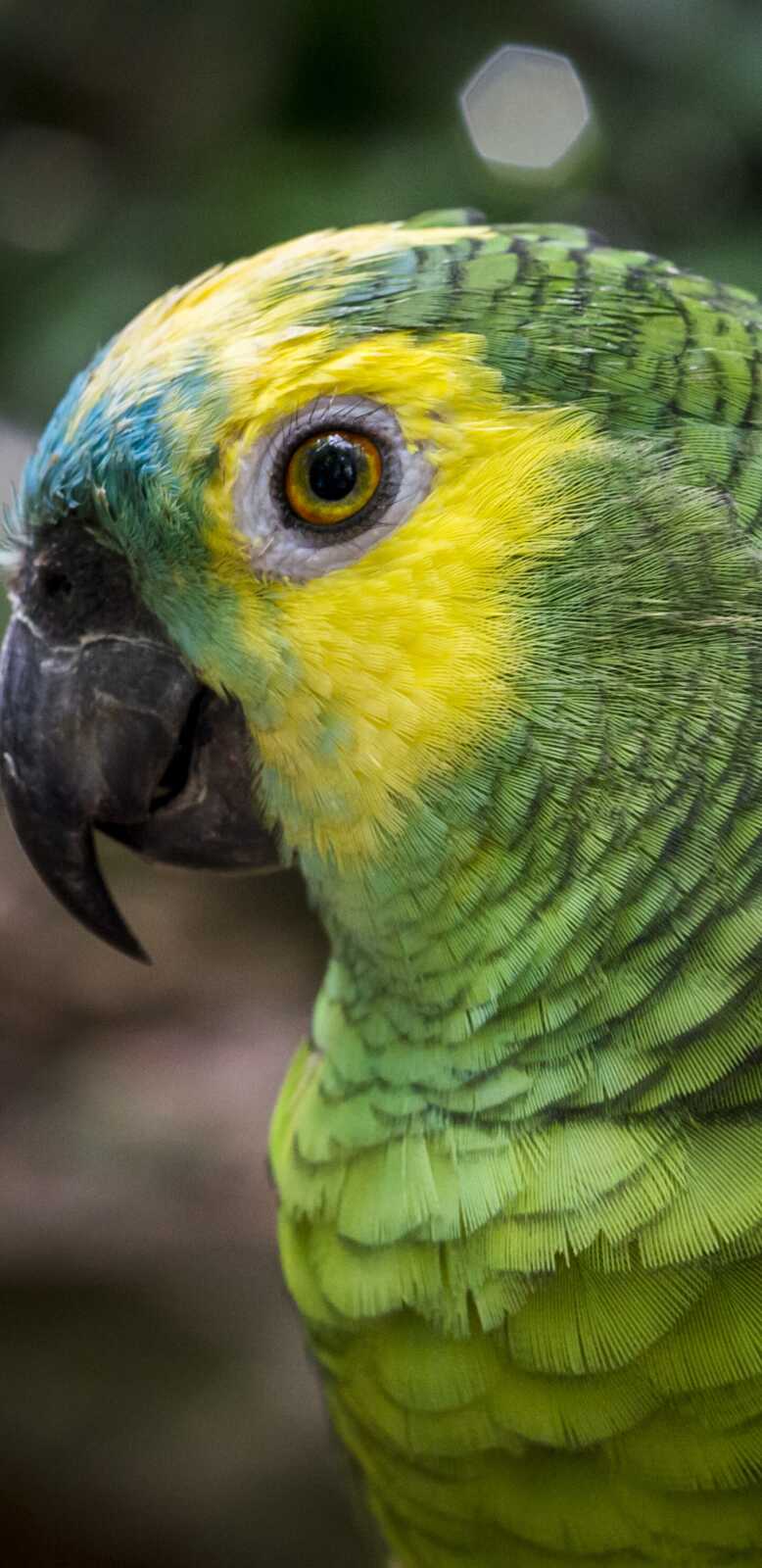 Parrot Wallpapers (40 images) - WallpaperCat