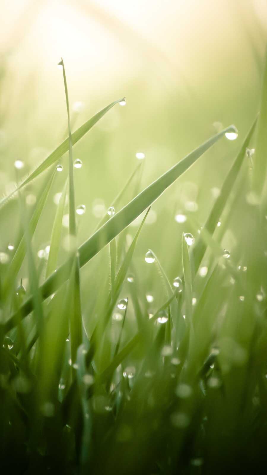Grass Wallpapers (51 images) - WallpaperCat