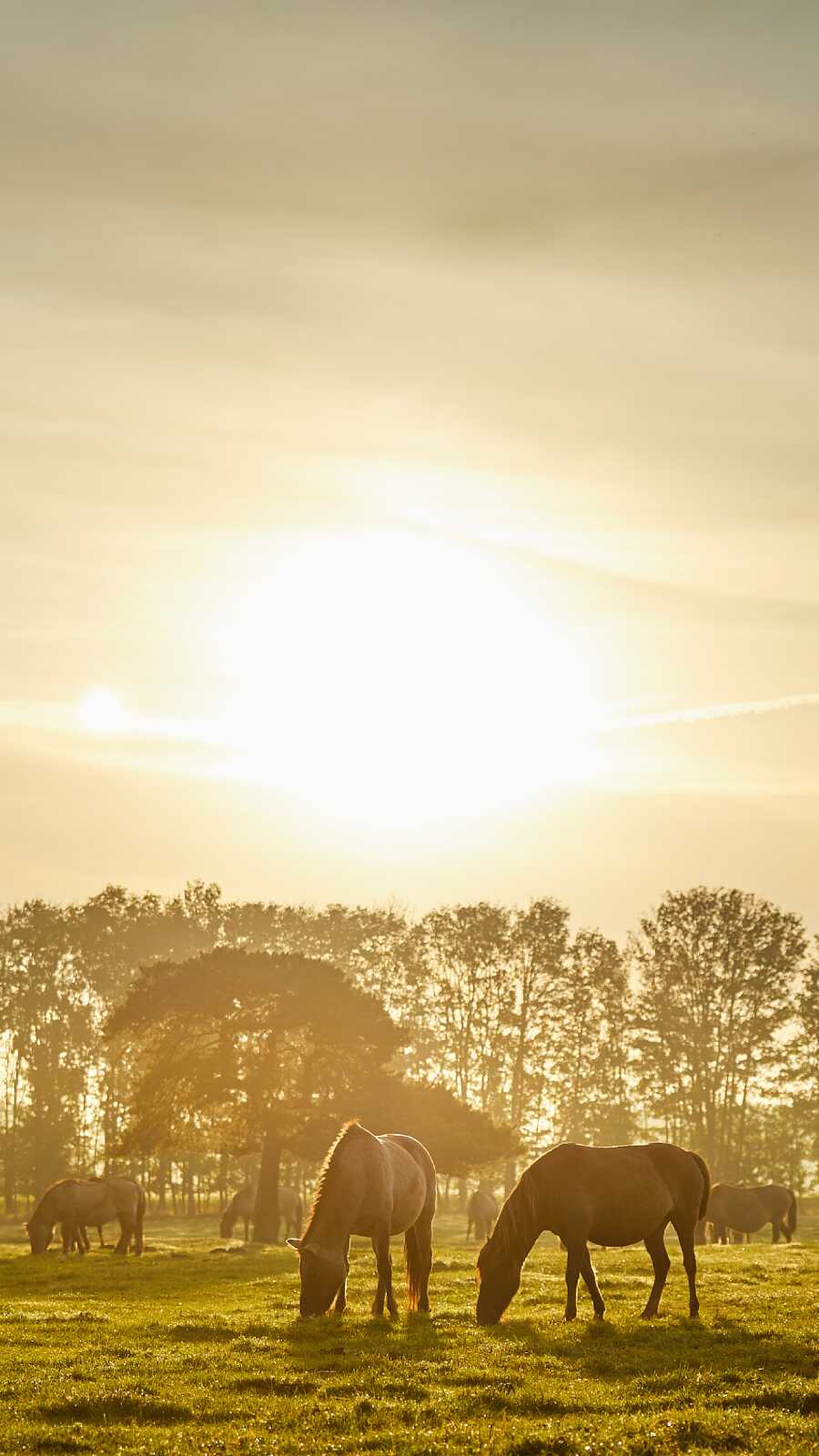 Farm Animals Wallpapers (54 images) - WallpaperCat