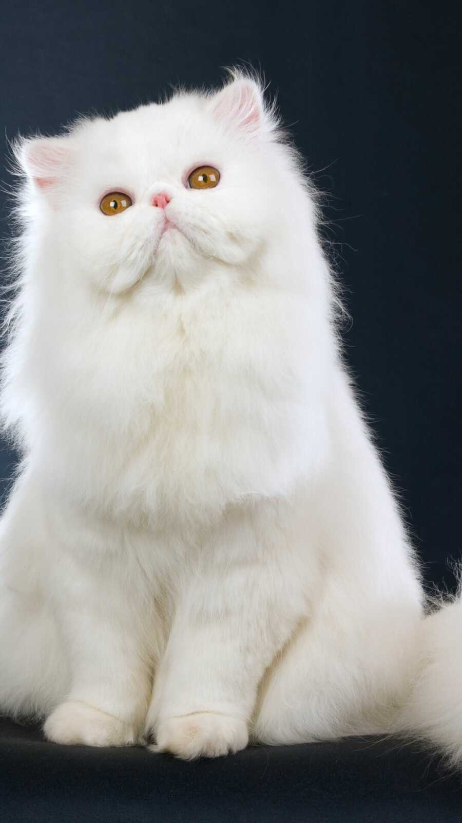 Persian Cat Wallpapers (28 images) - WallpaperCat