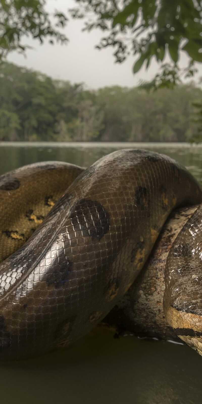 Anaconda Wallpapers (24 images) - WallpaperCat