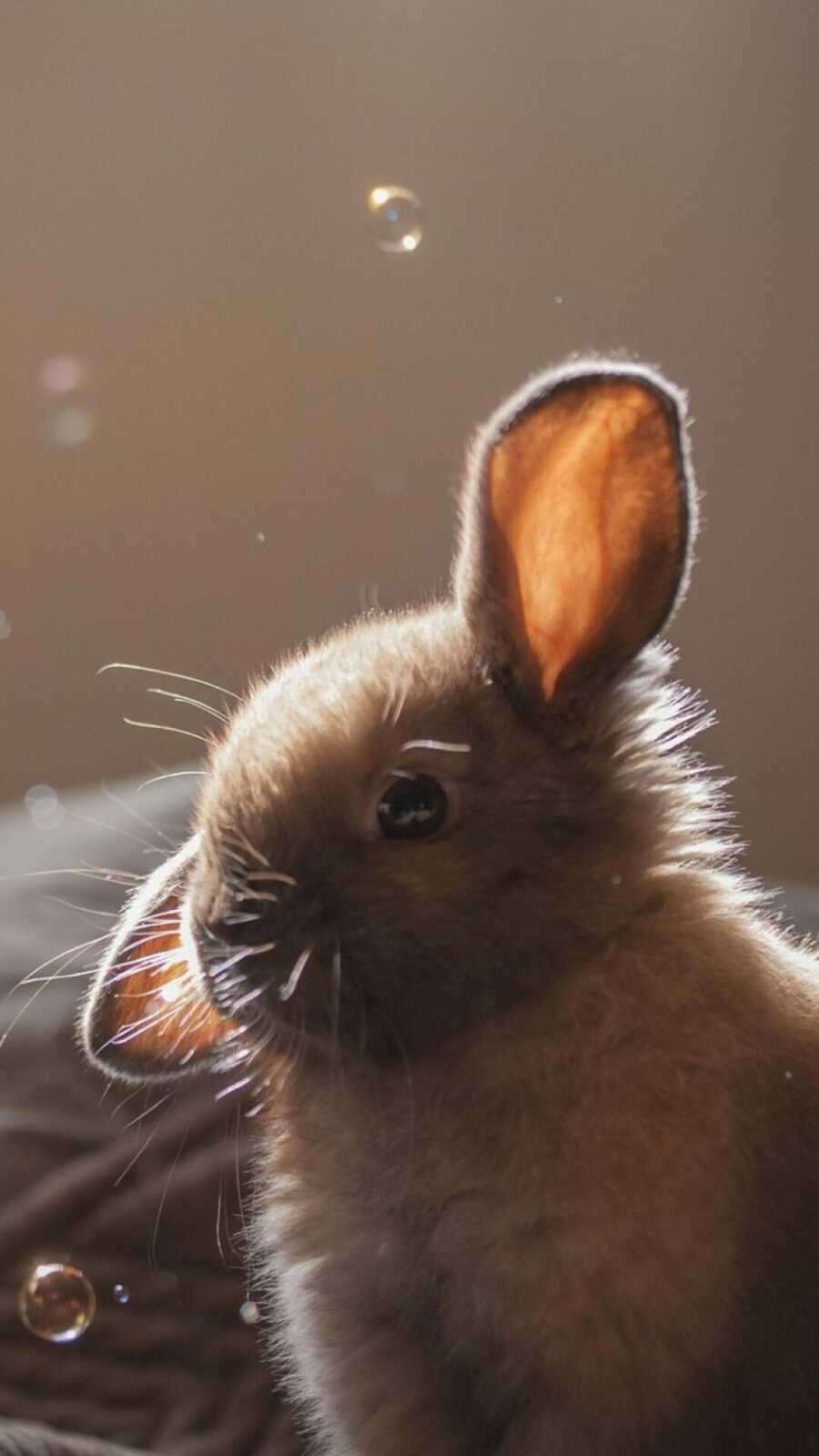 Rabbit Wallpapers (64 images) - WallpaperCat