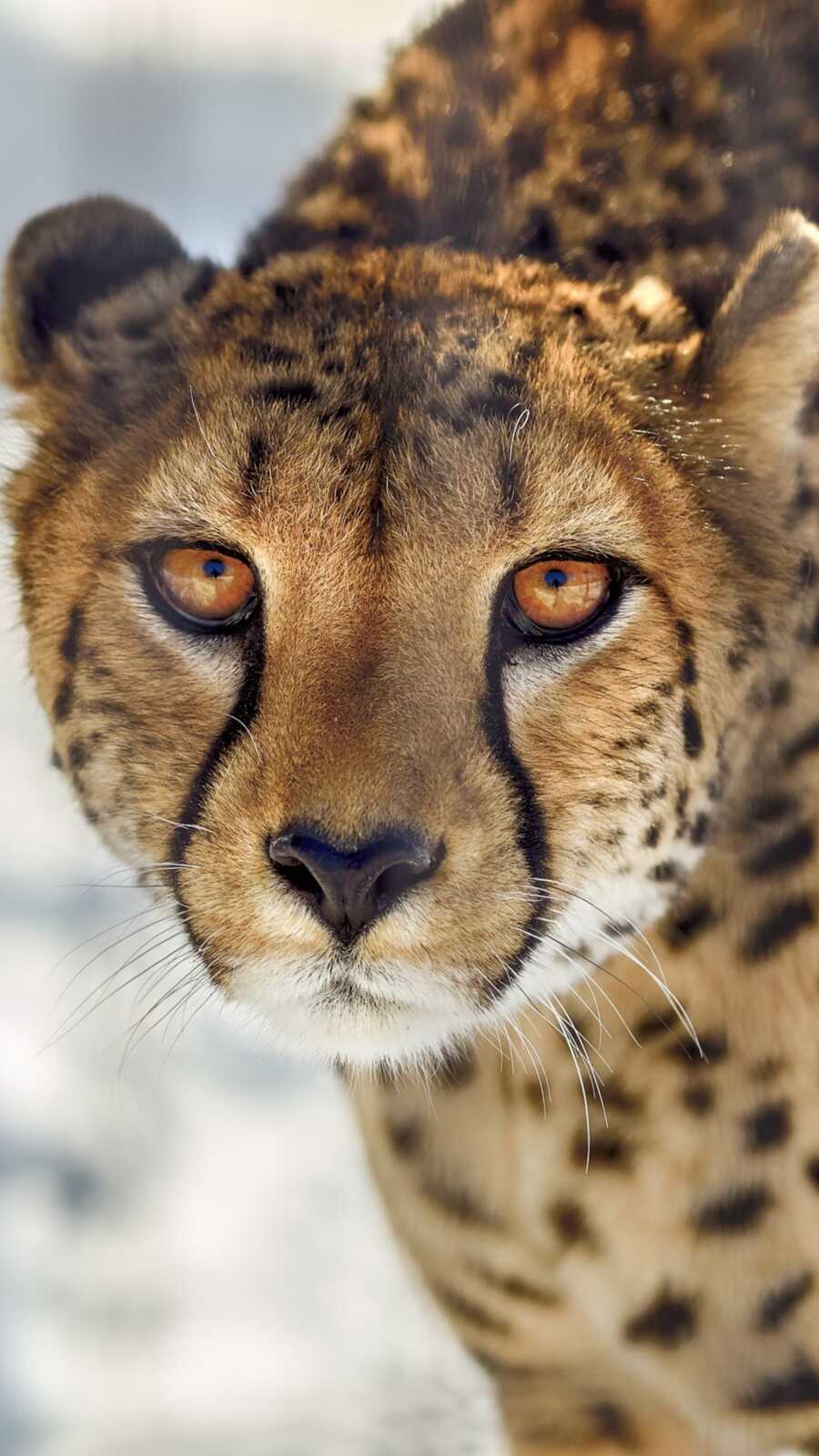 Cheetah Wallpapers (61 images) - WallpaperCat