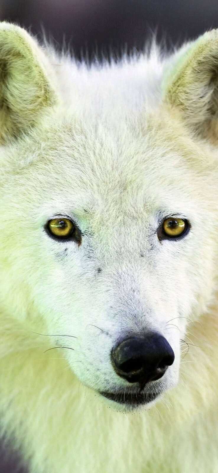 Arctic Wolf Wallpapers (35 images) - WallpaperCat