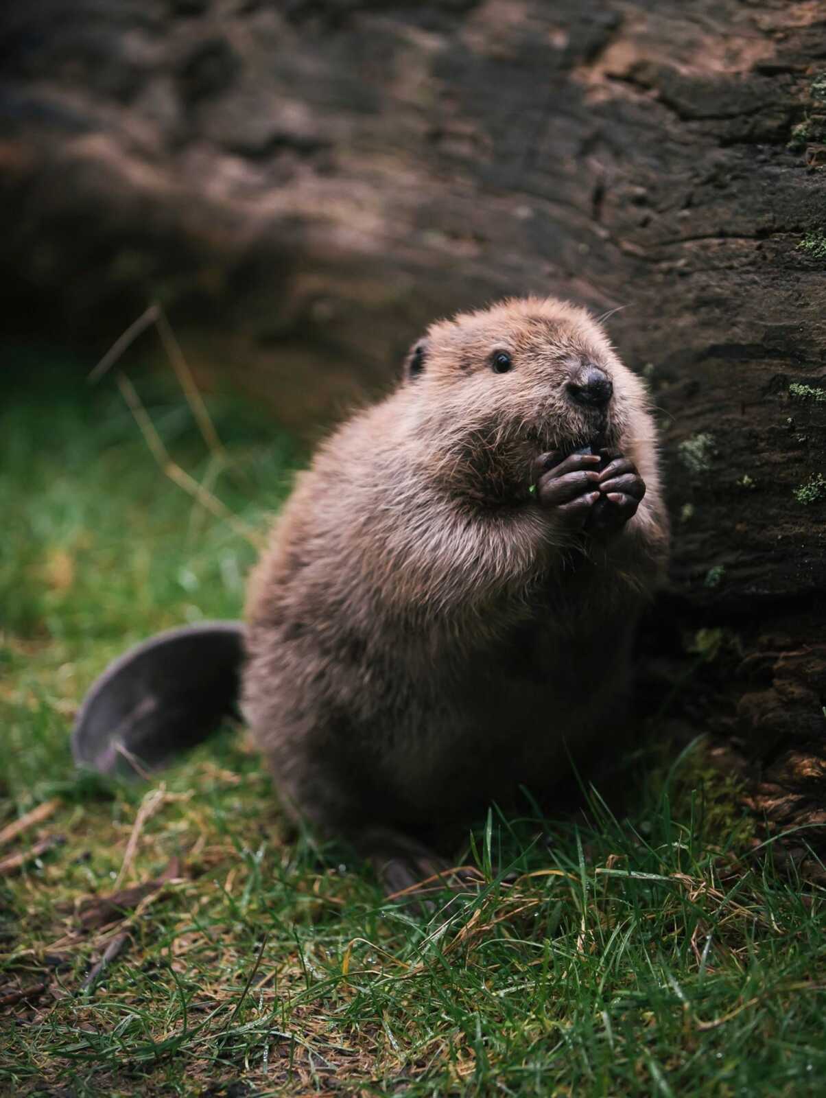 Beaver Wallpapers (43 images) - WallpaperCat