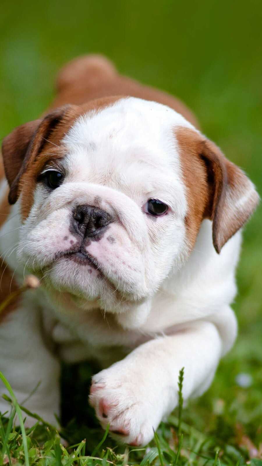 Bulldog Wallpapers (42 images) - WallpaperCat