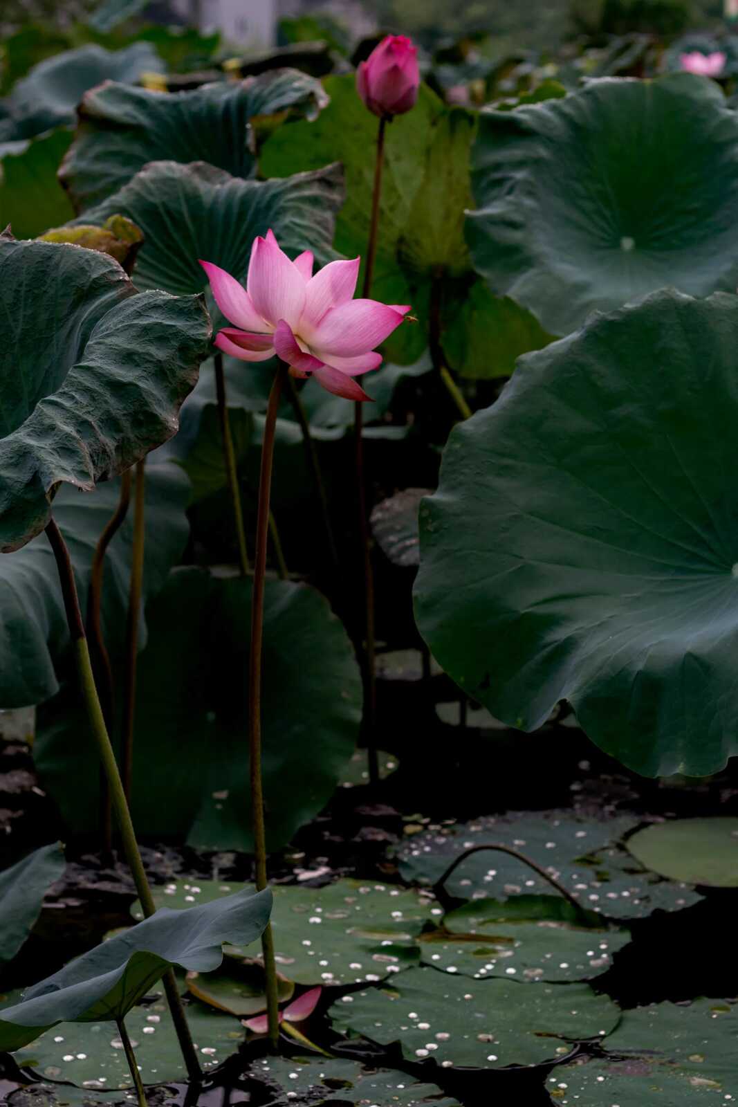 Lotus (Flower) Wallpapers (56 images) - WallpaperCat