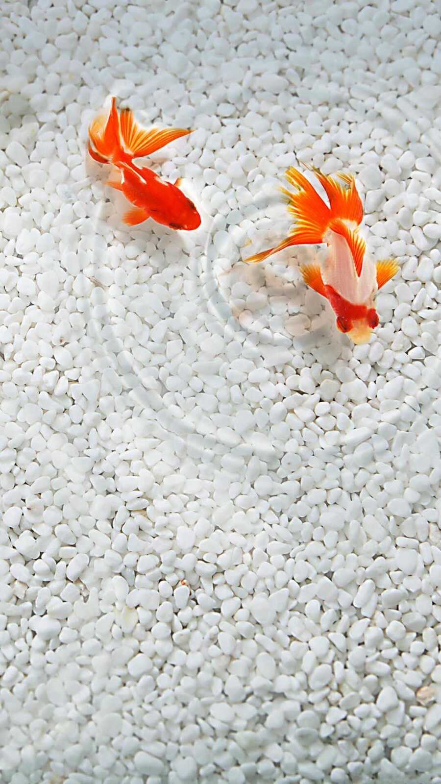 Fish Wallpapers (94 images) - WallpaperCat