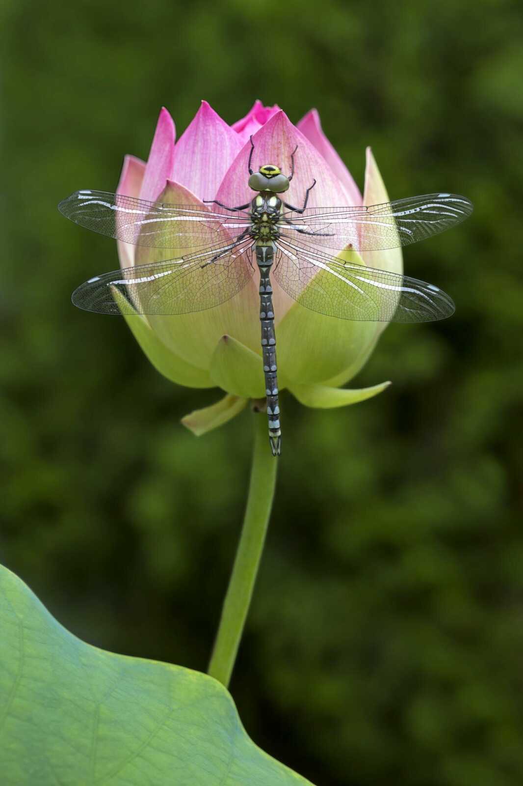 Dragonfly Wallpapers (31 images) - WallpaperCat