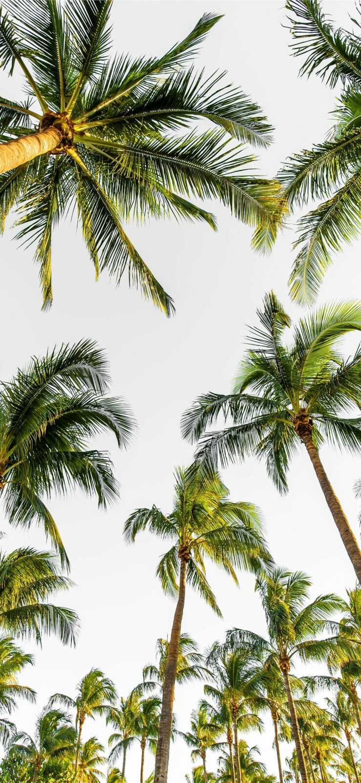Palm Tree Wallpapers (133 images) - WallpaperCat