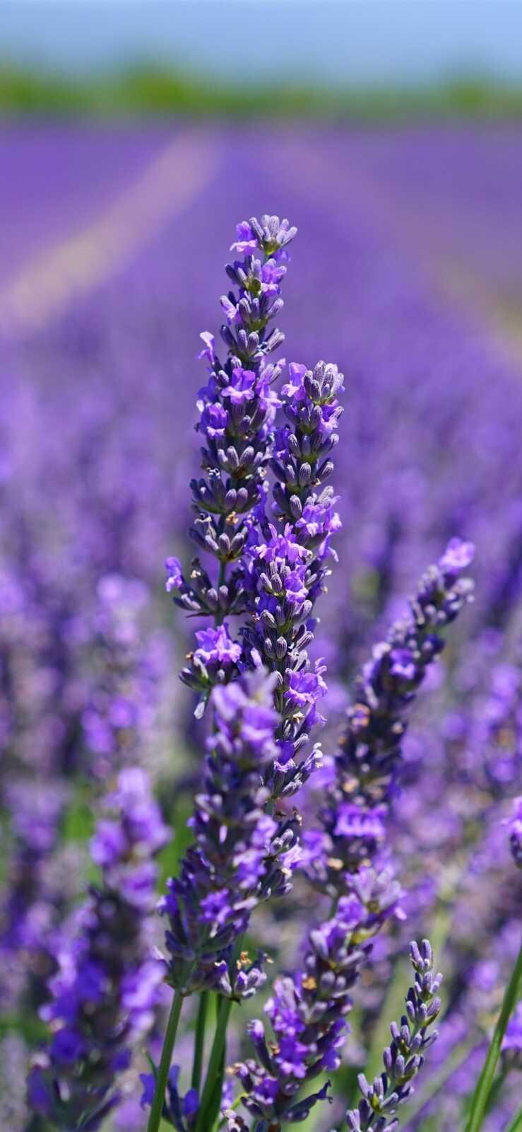 Lavender Wallpapers (97 images) - WallpaperCat