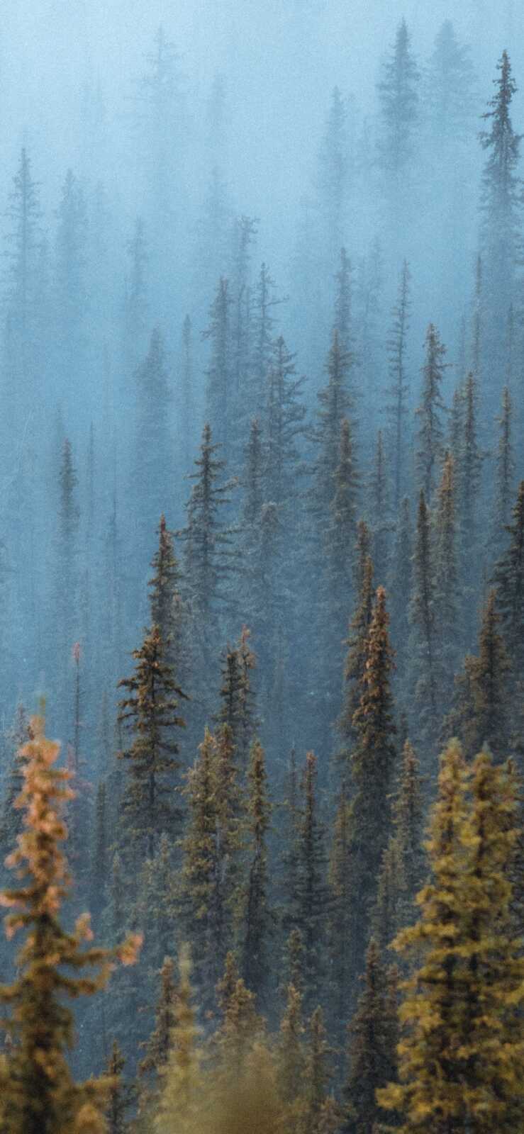 Pine Tree Wallpapers (80 images) - WallpaperCat