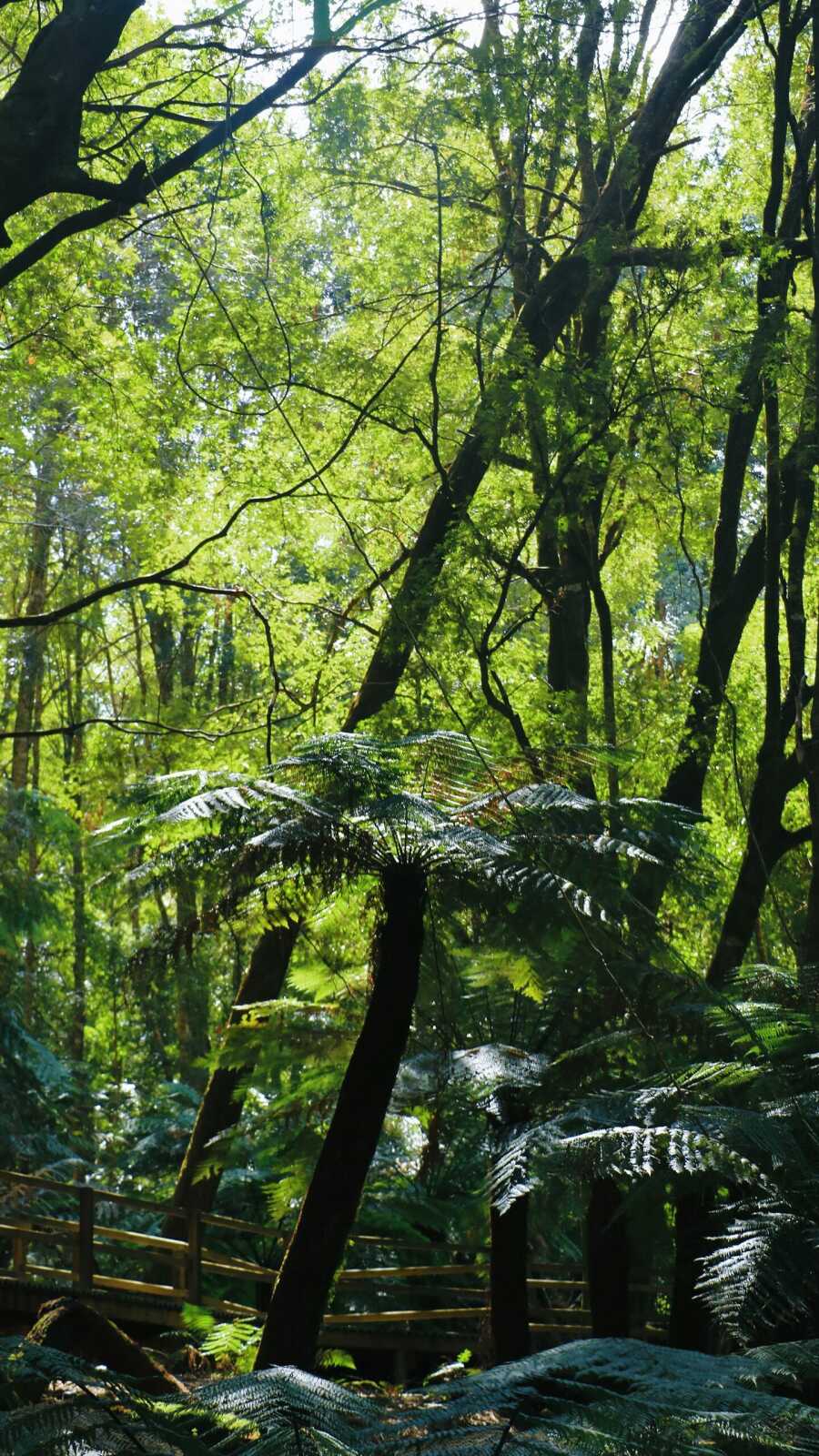Rainforest Wallpapers (109 images) - WallpaperCat