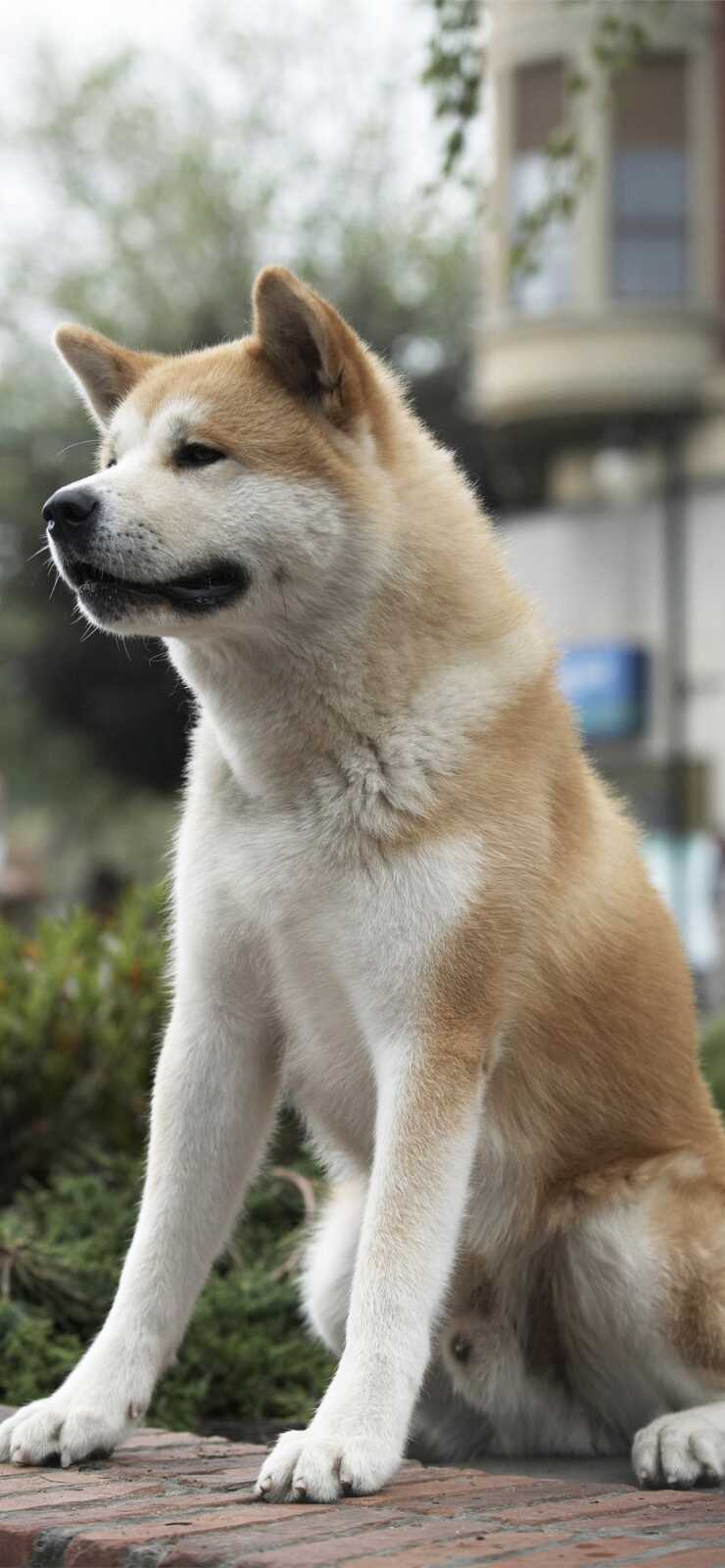 Hachi: A Dog's Tale Wallpapers (13 images) - WallpaperCat