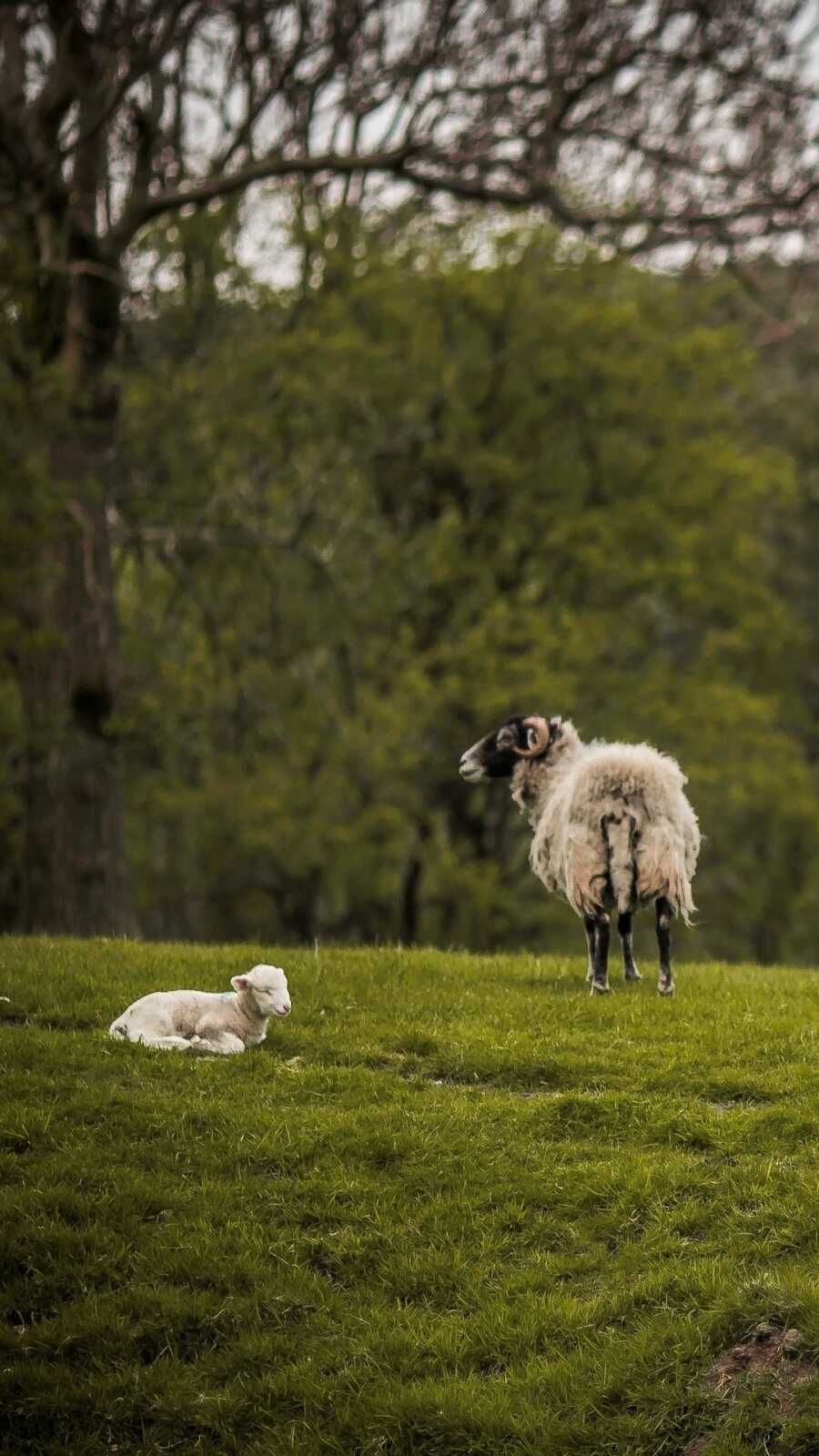 Farm Animals Wallpapers (54 images) - WallpaperCat