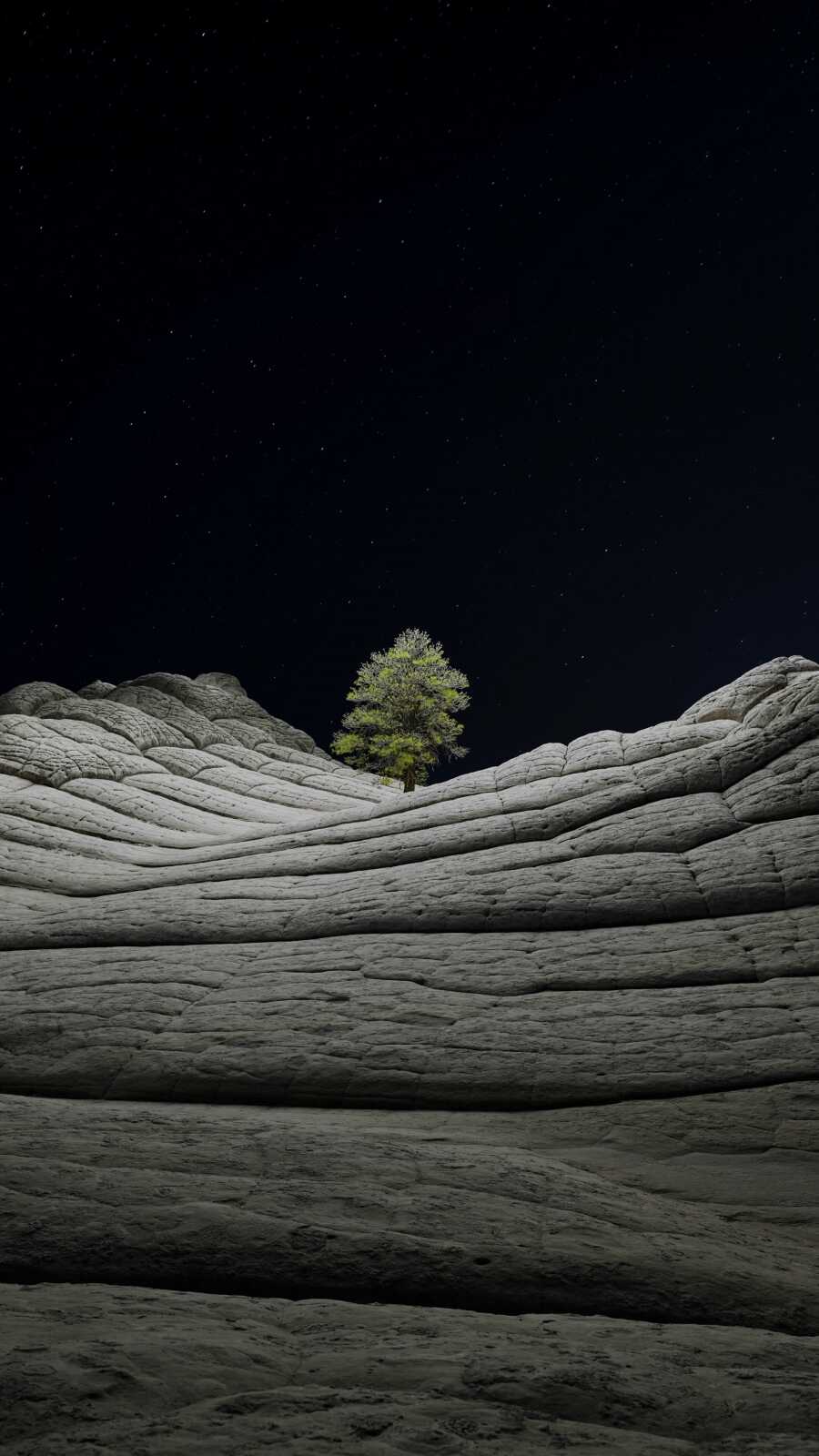 Tree Wallpapers (113 images) - WallpaperCat