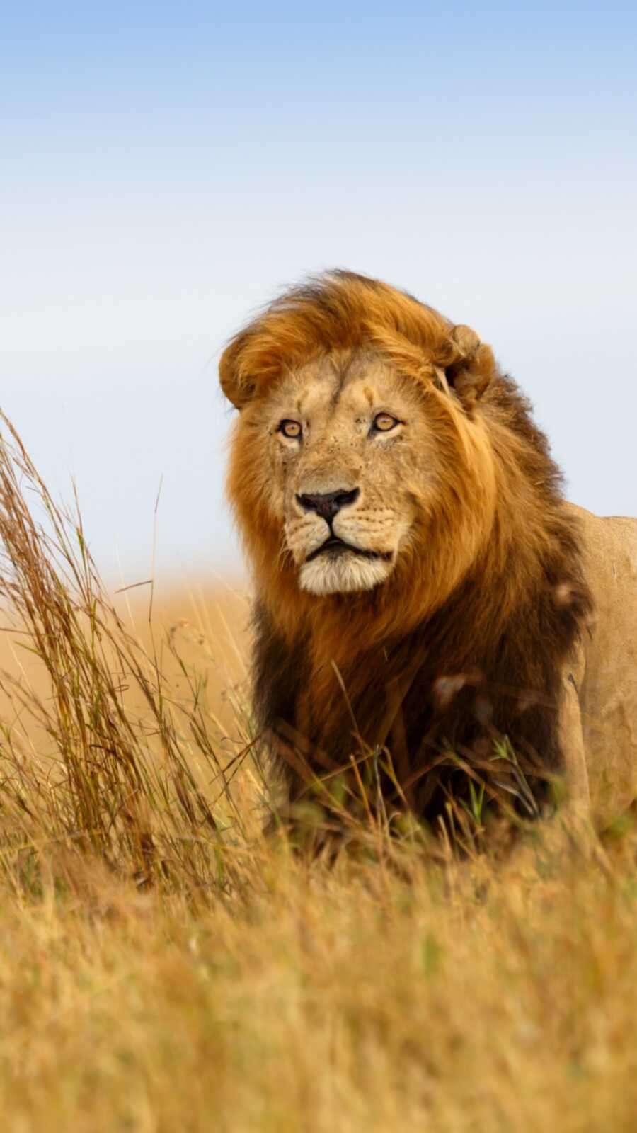 Kenya Wallpapers (40 images) - WallpaperCat