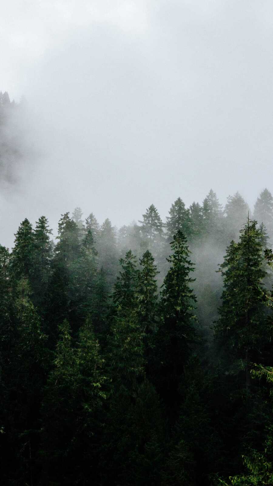 Pine Tree Wallpapers (80 images) - WallpaperCat