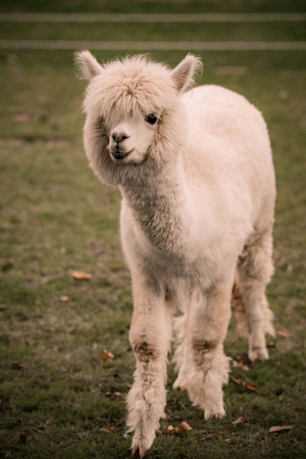 Lama Wallpapers (28 images) - WallpaperCat