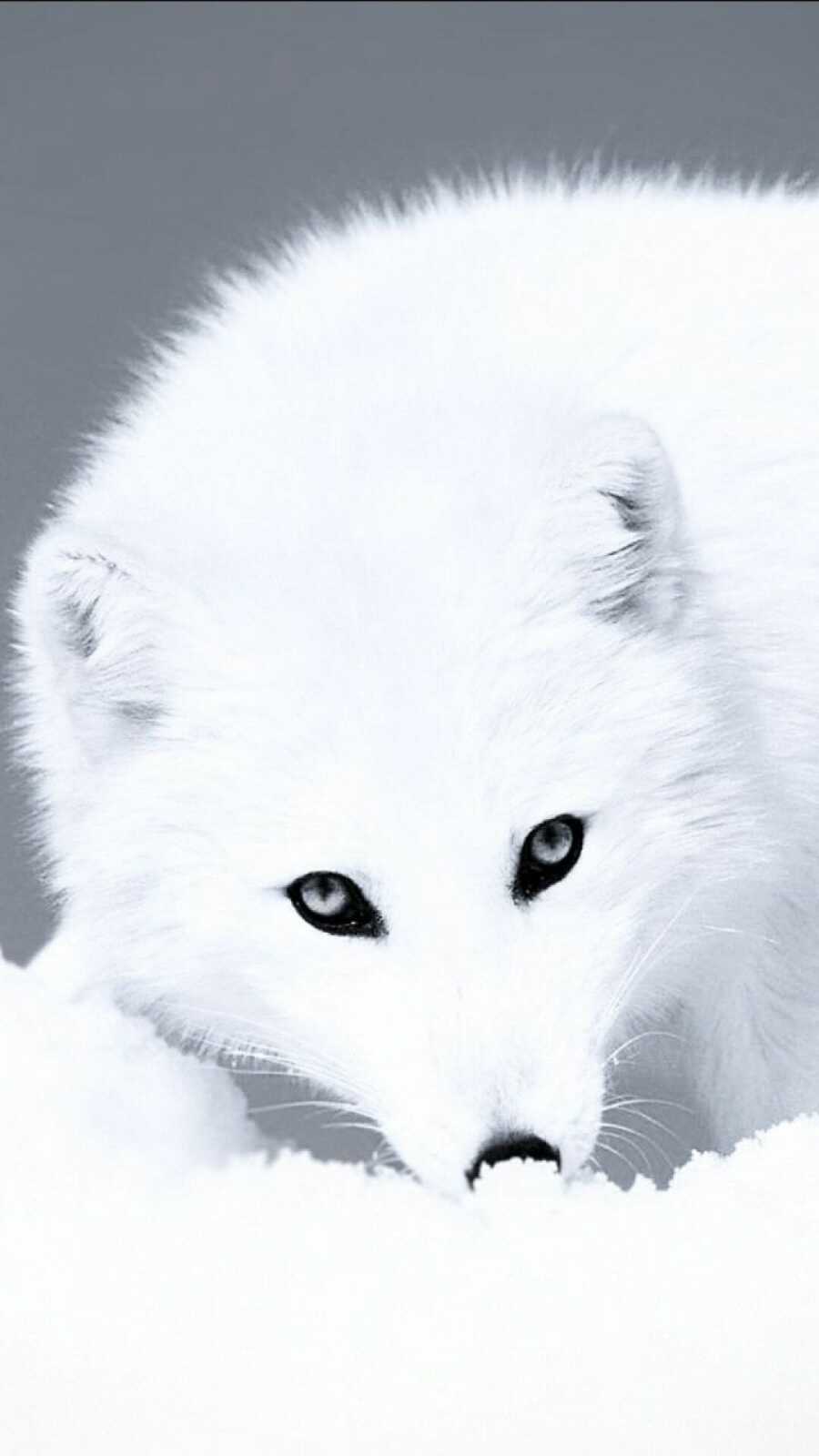 Arctic Fox Wallpapers (61 images) - WallpaperCat