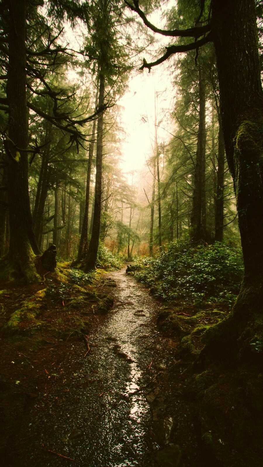 Forest Wallpapers (49 images) - WallpaperCat